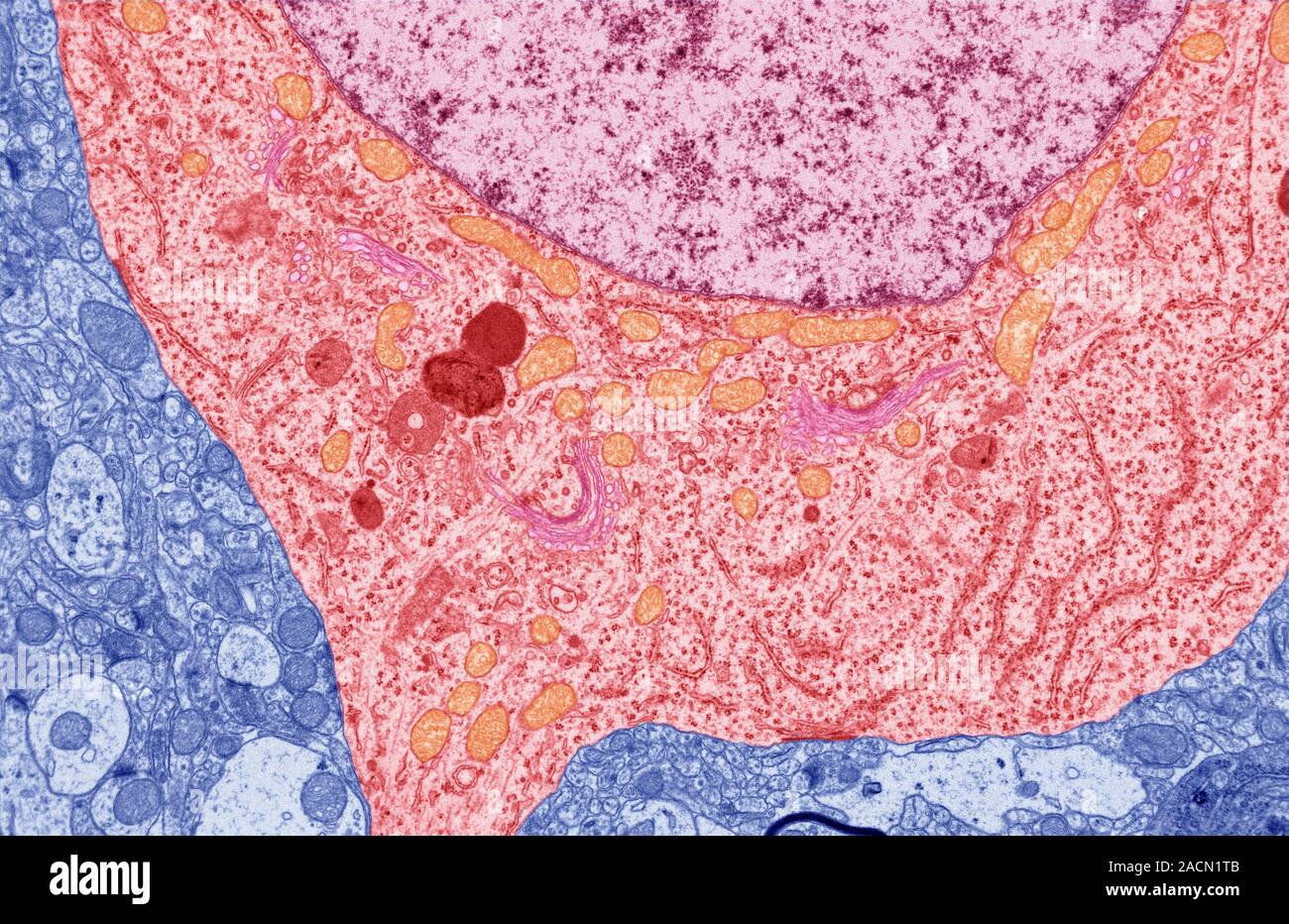 Nerve cell. Transmission electron micrograph (TEM) of a section through ...