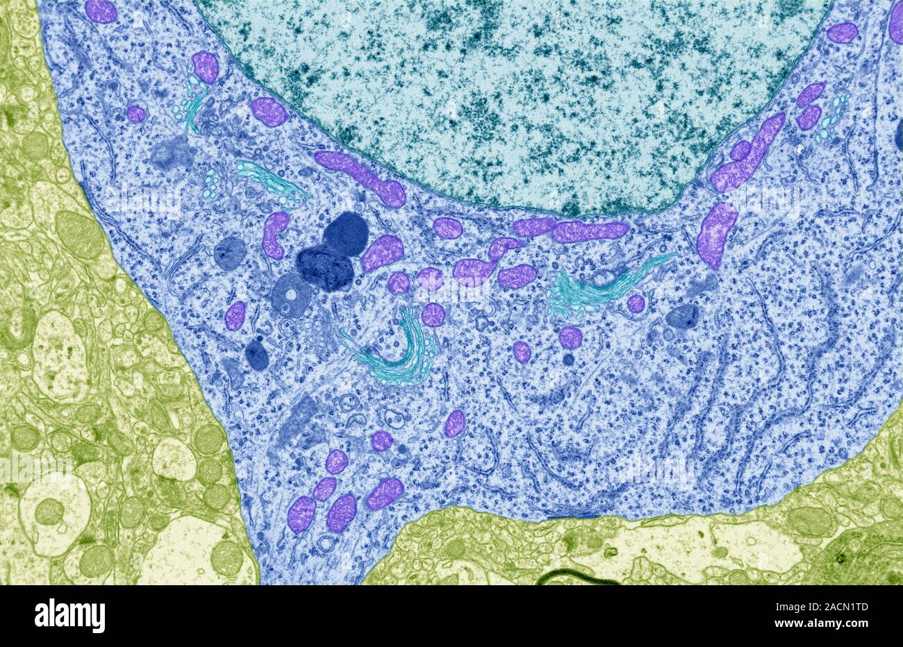 Nerve Cell Transmission Electron Micrograph Tem Of A Section Through A Neuron Nerve Cell