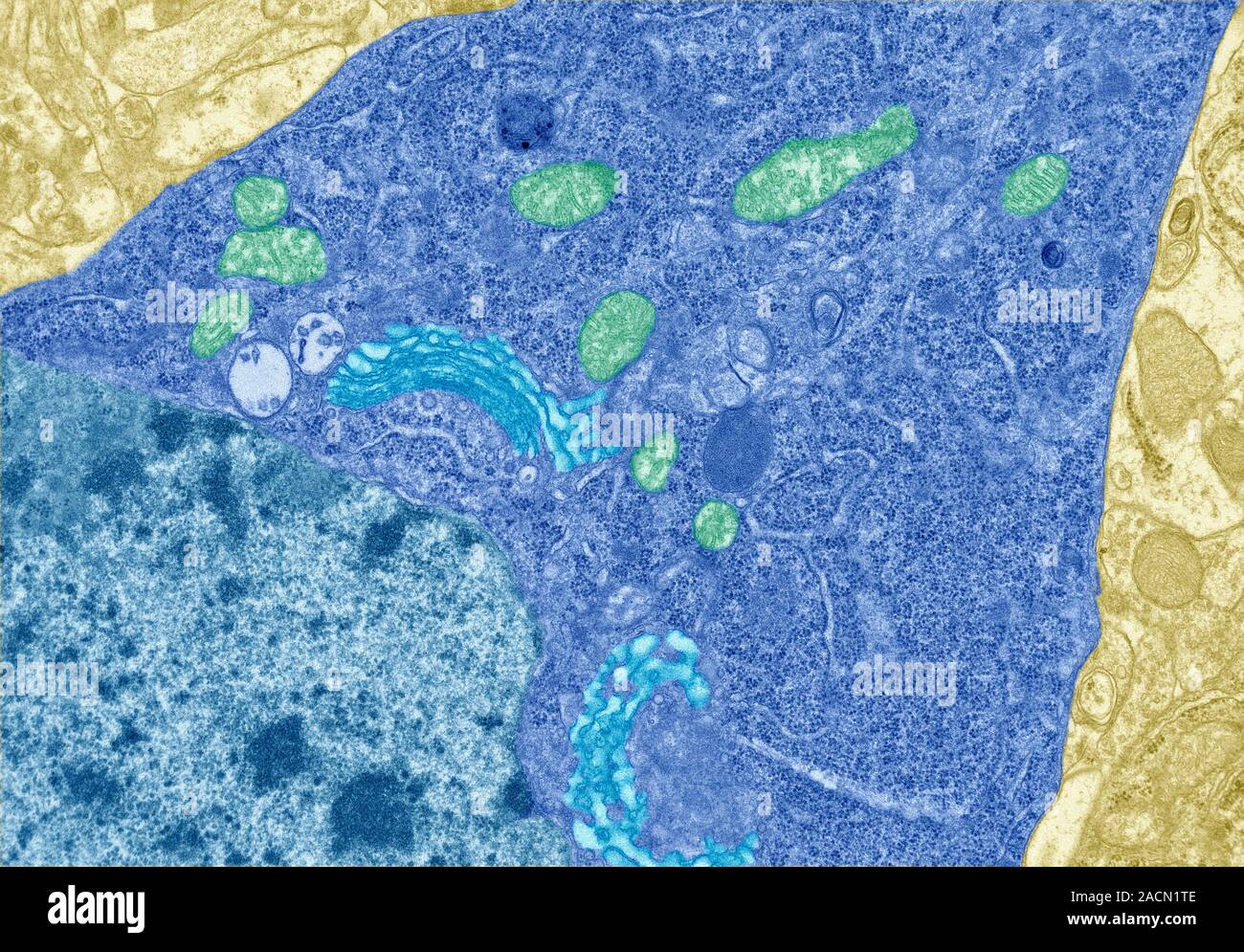 Brain cell. Transmission electron micrograph (TEM) of a section through ...