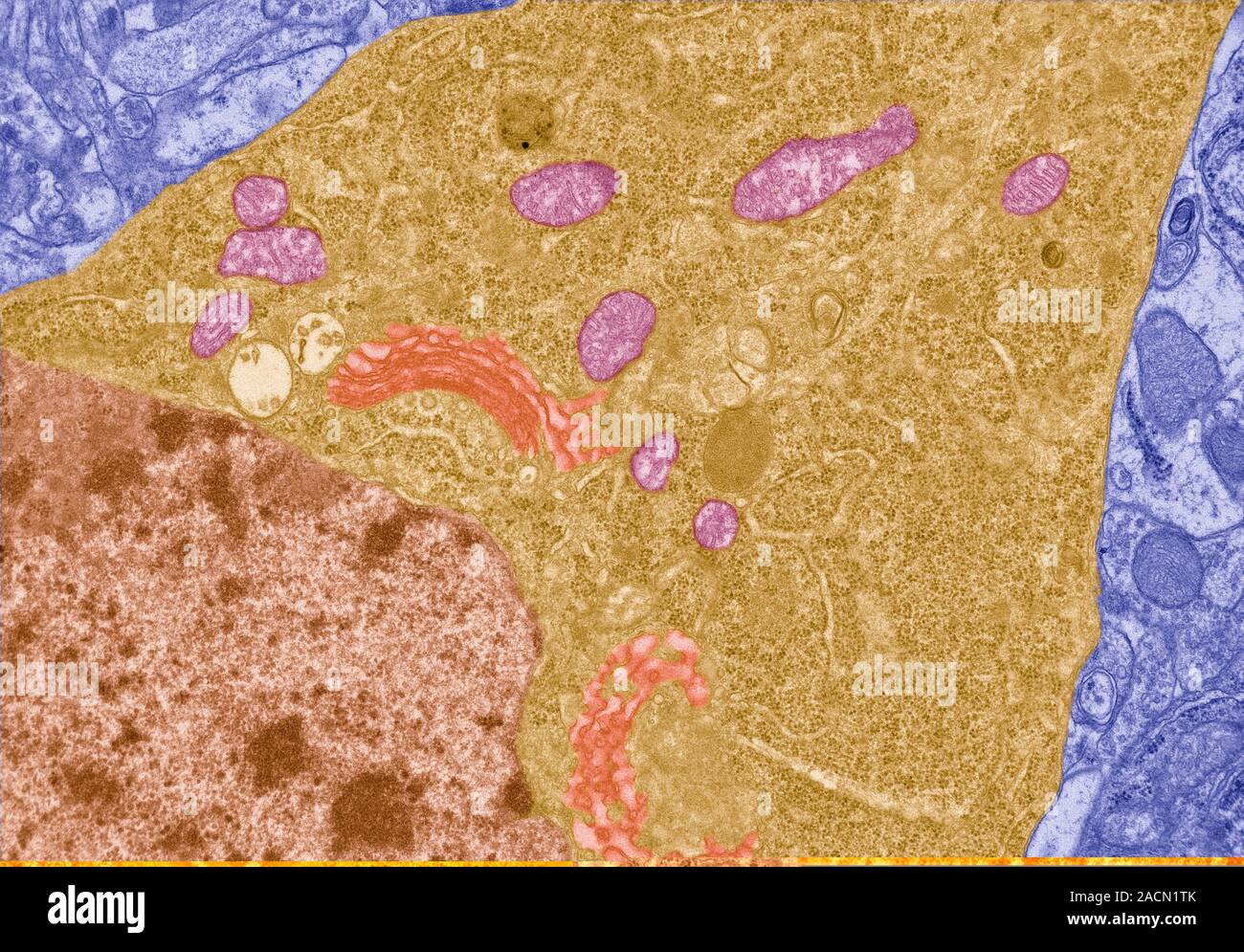 Brain cell. Transmission electron micrograph (TEM) of a section through ...