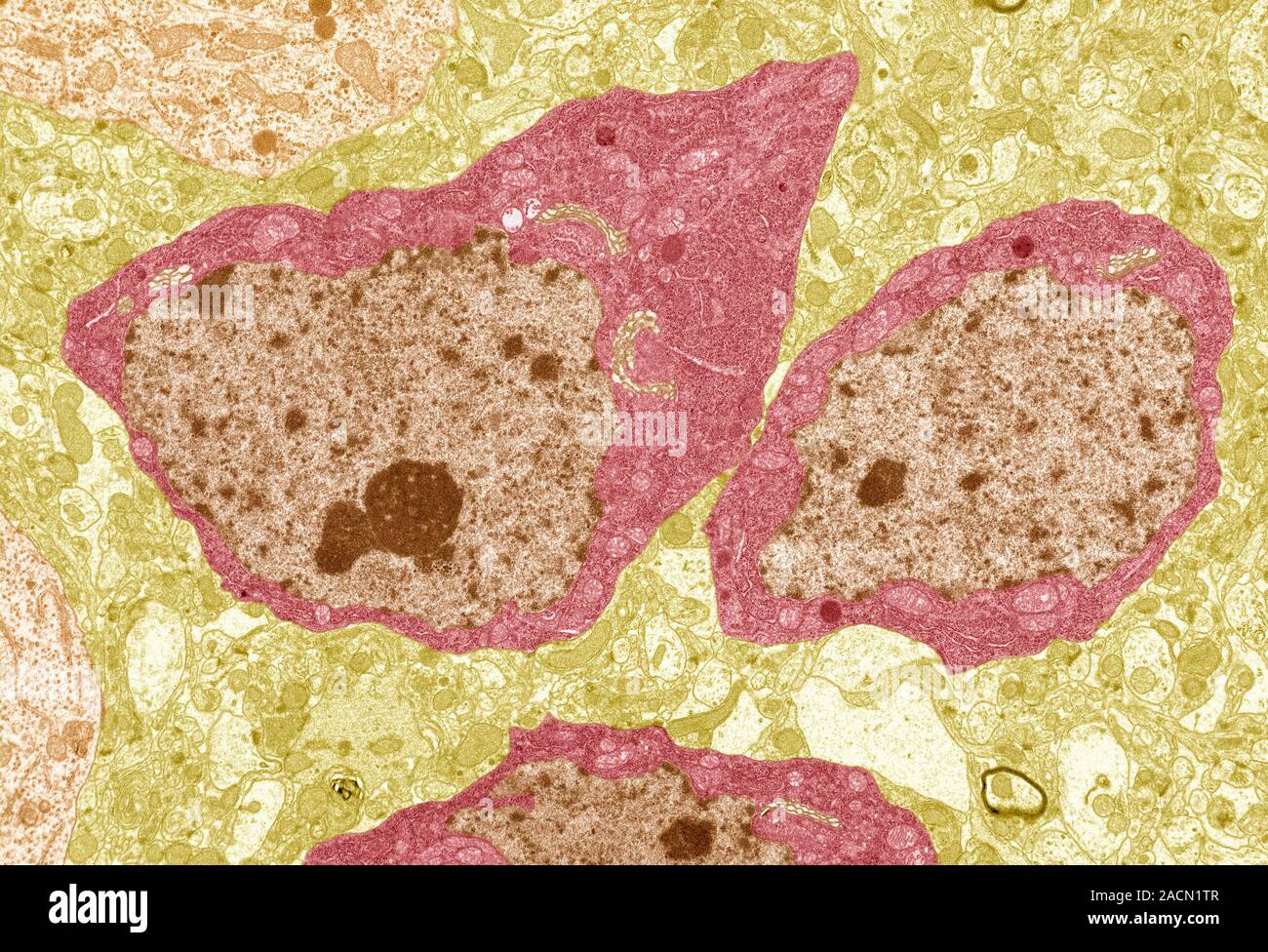 Brain cells. Transmission electron micrograph (TEM) of a section ...