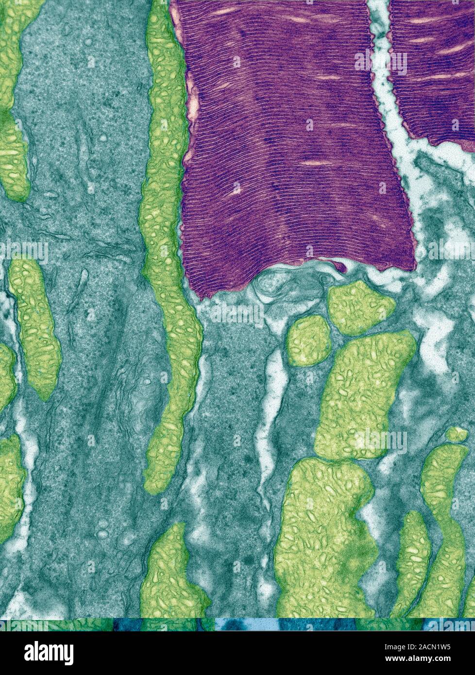 Retinal rod cell. Transmission electron micrograph (TEM) of a section ...
