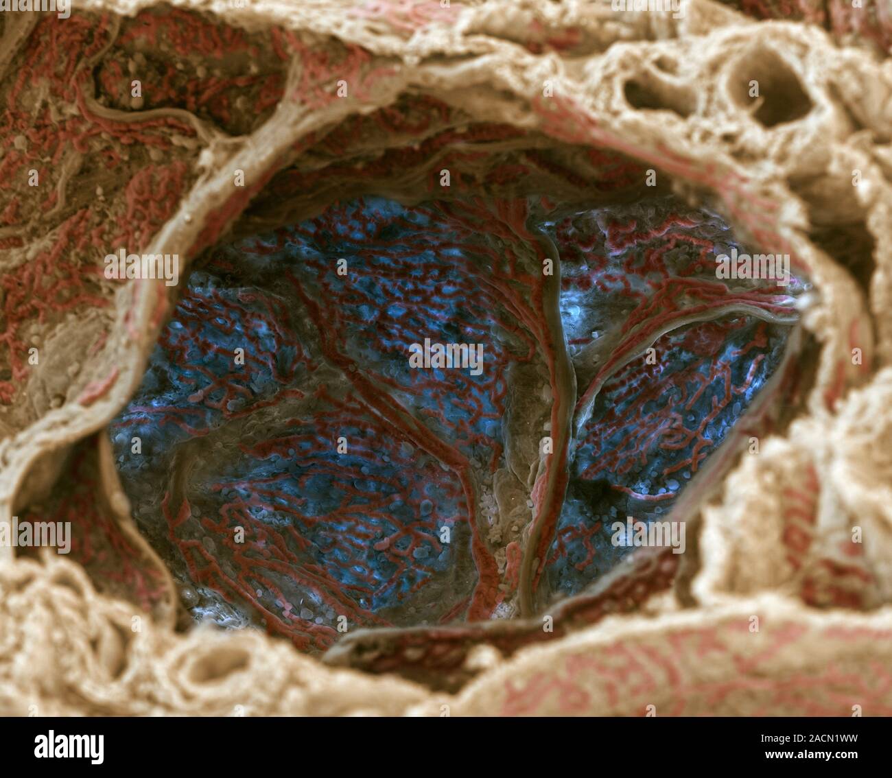 Lung tissue. Coloured scanning electron micrograph (SEM) of a section ...