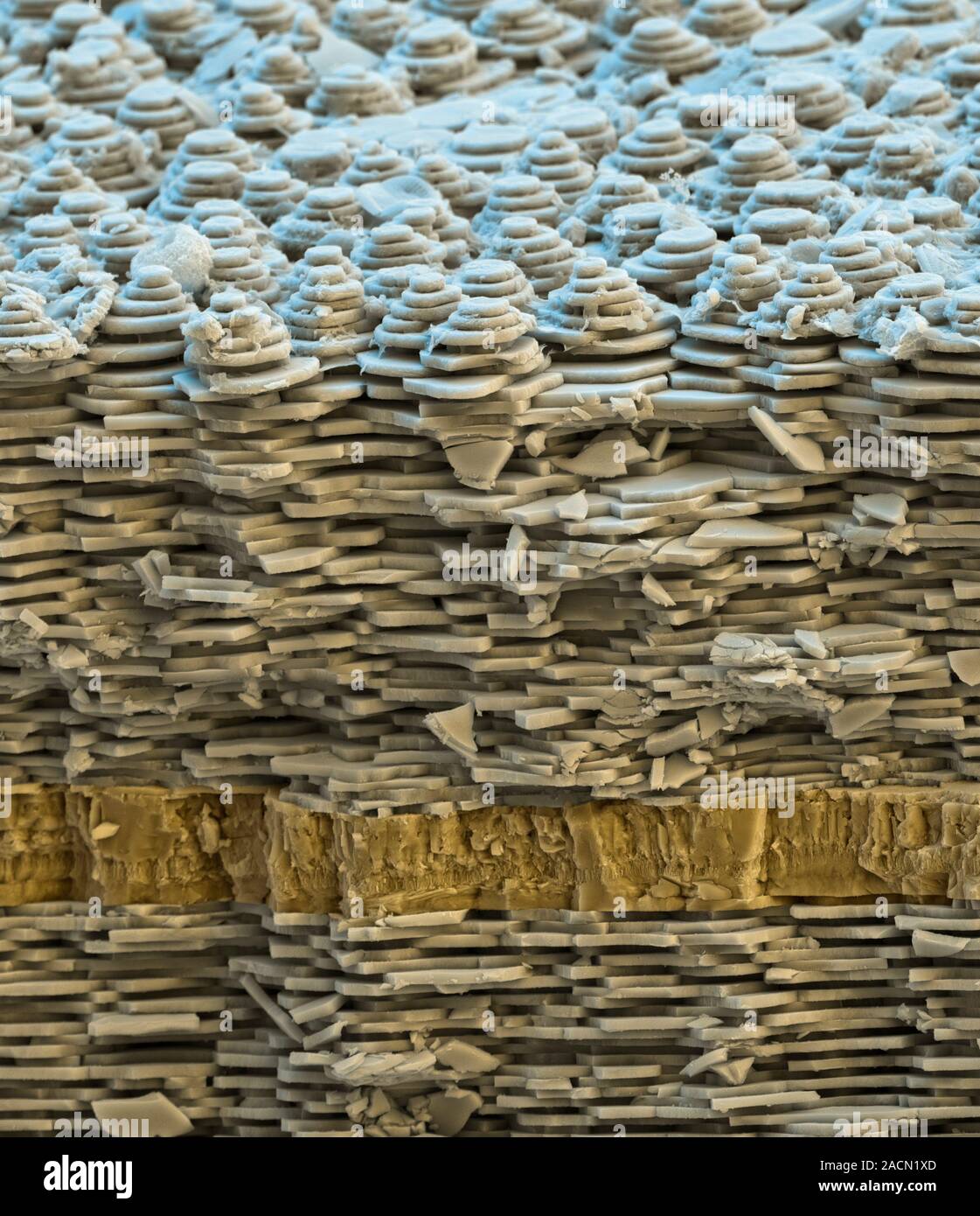 Abalone shell. Coloured scanning electron micrograph (SEM) of a section ...