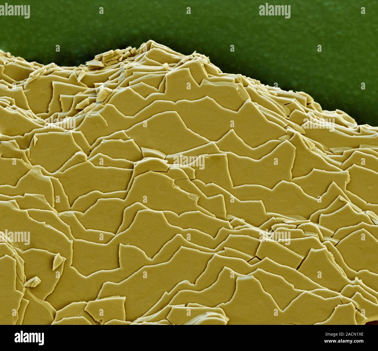 Abalone shell. Coloured scanning electron micrograph (SEM) of a section ...