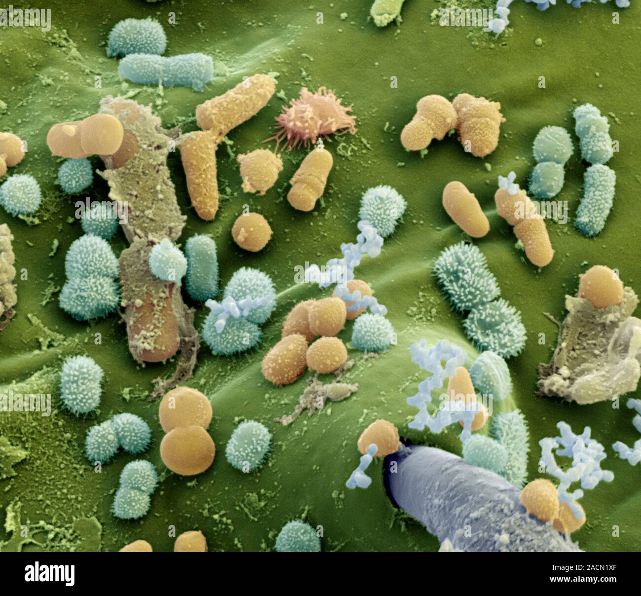 Bacteria on aphid. Coloured scanning electron micrograph (SEM) of ...