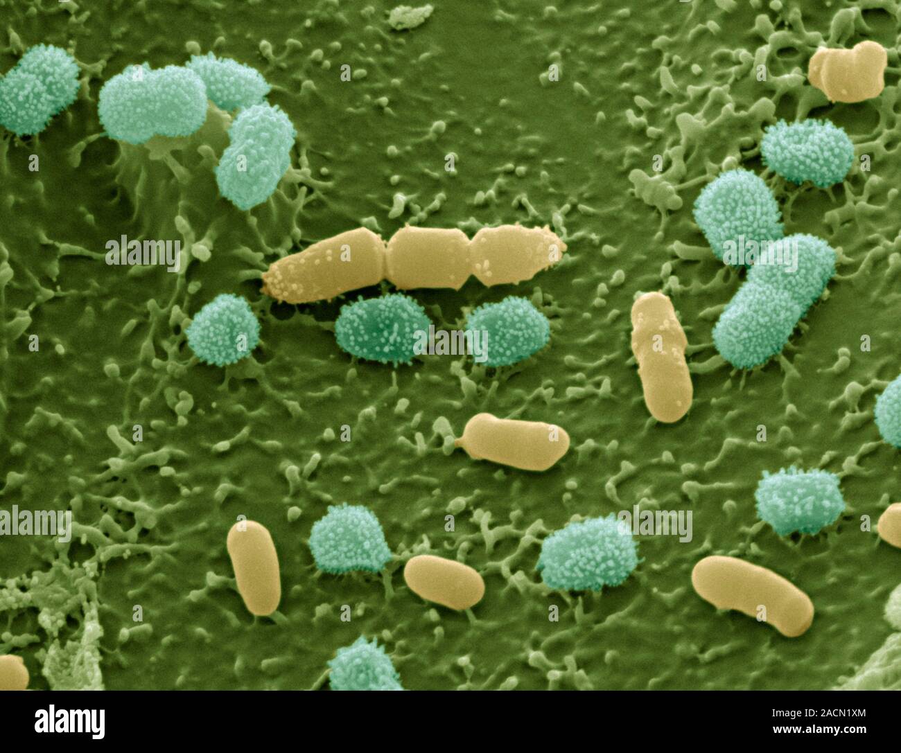 Bacteria on aphid. Coloured scanning electron micrograph (SEM) of ...