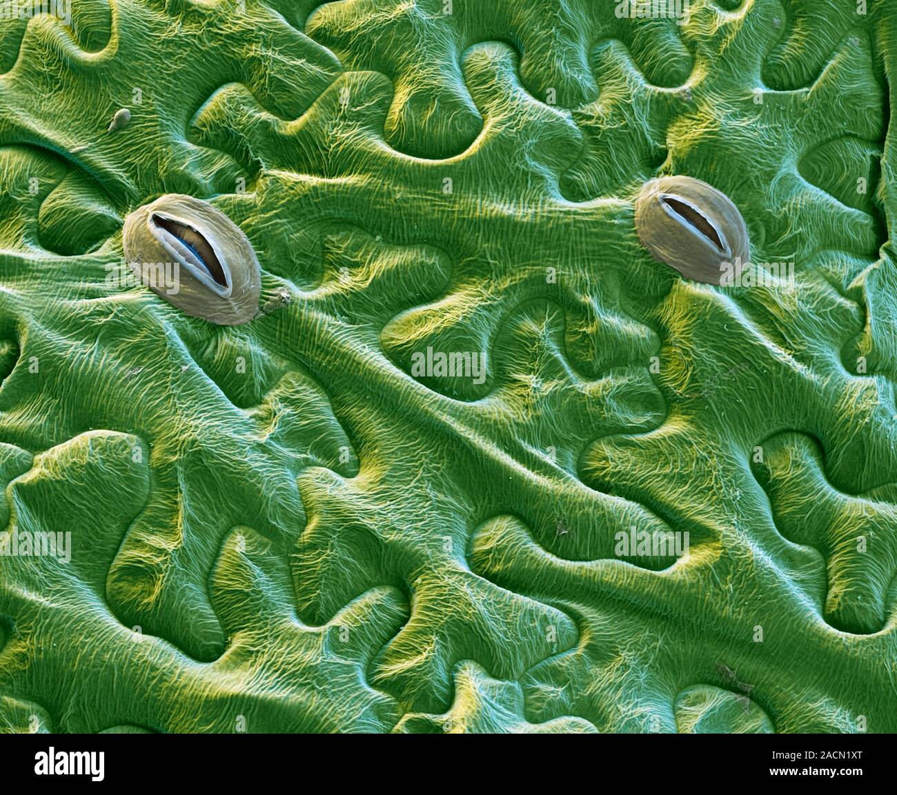 Black nightshade leaf. Coloured scanning electron micrograph (SEM) of ...