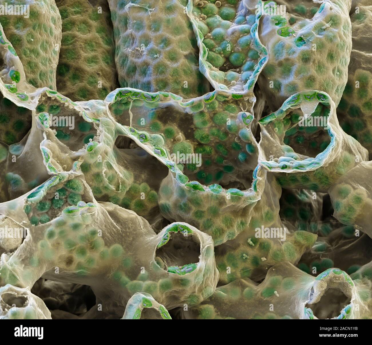 Photosynthetic leaf tissue. Coloured scanning electron micrograph (SEM ...