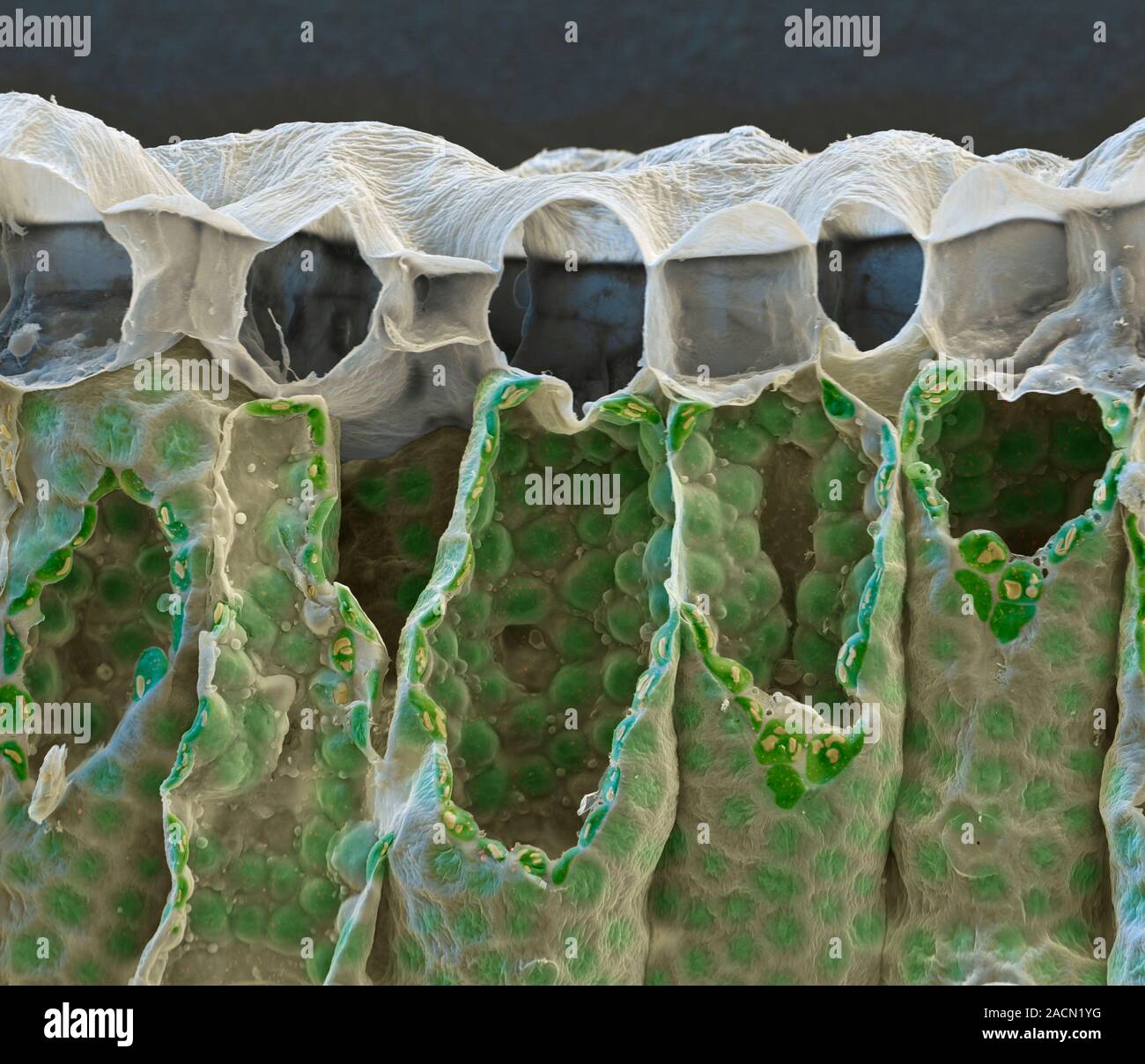 Photosynthetic leaf tissue. Coloured scanning electron micrograph (SEM ...