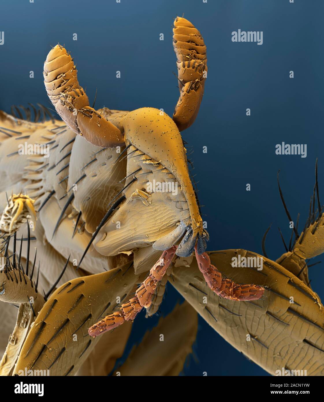 Bat flea. Coloured scanning electron micrograph (SEM) of an ...