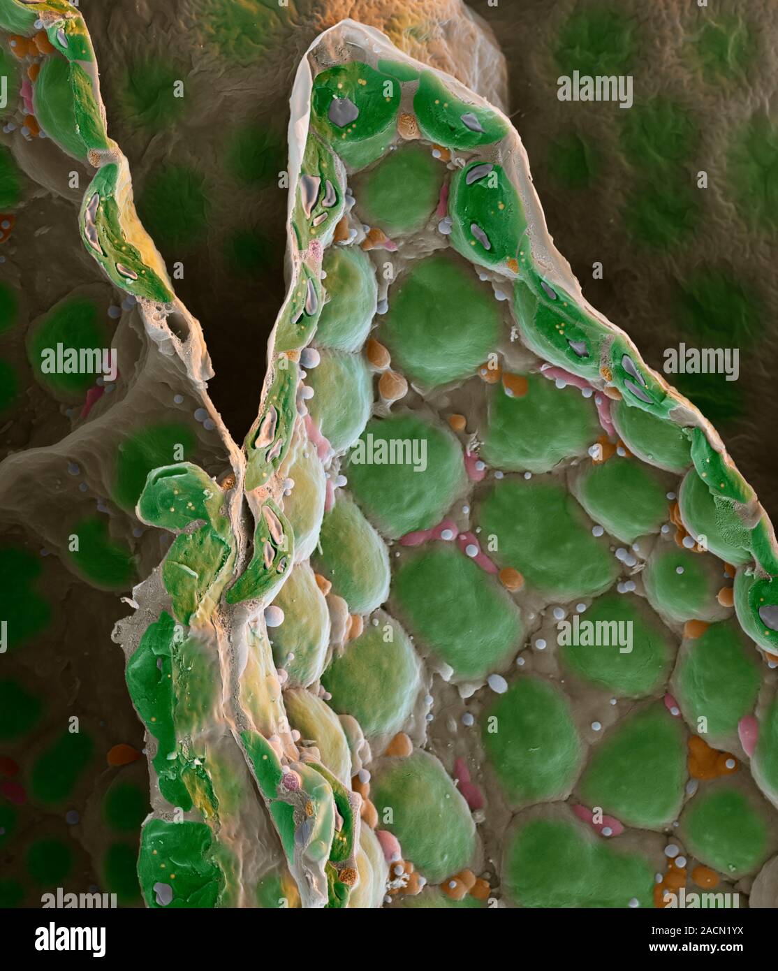 Photosynthetic leaf tissue. Coloured scanning electron micrograph (SEM ...