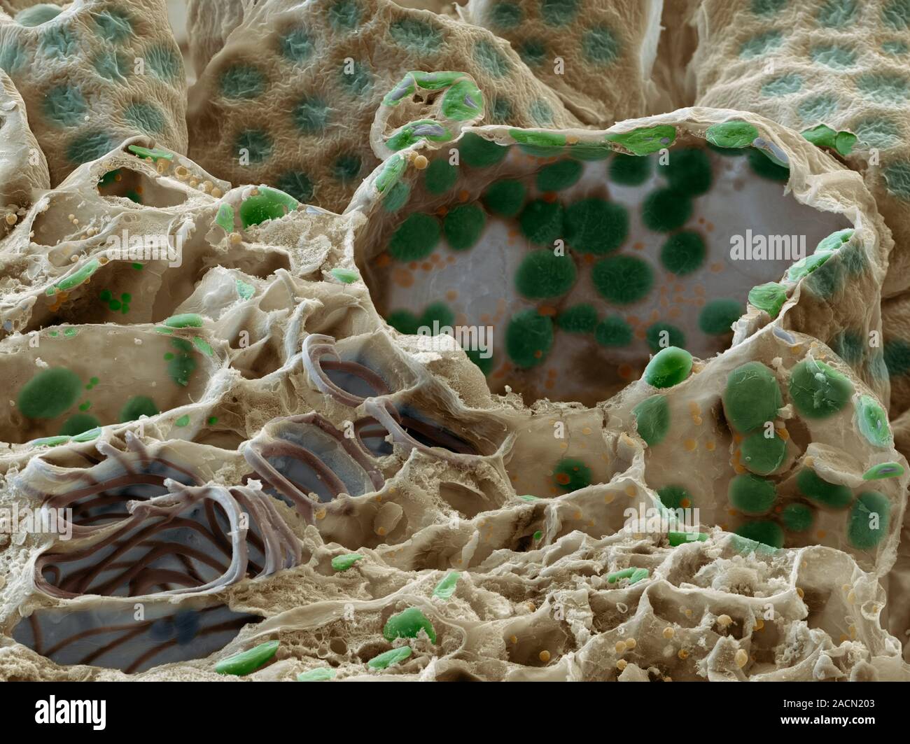 Photosynthetic leaf tissue. Coloured scanning electron micrograph (SEM ...