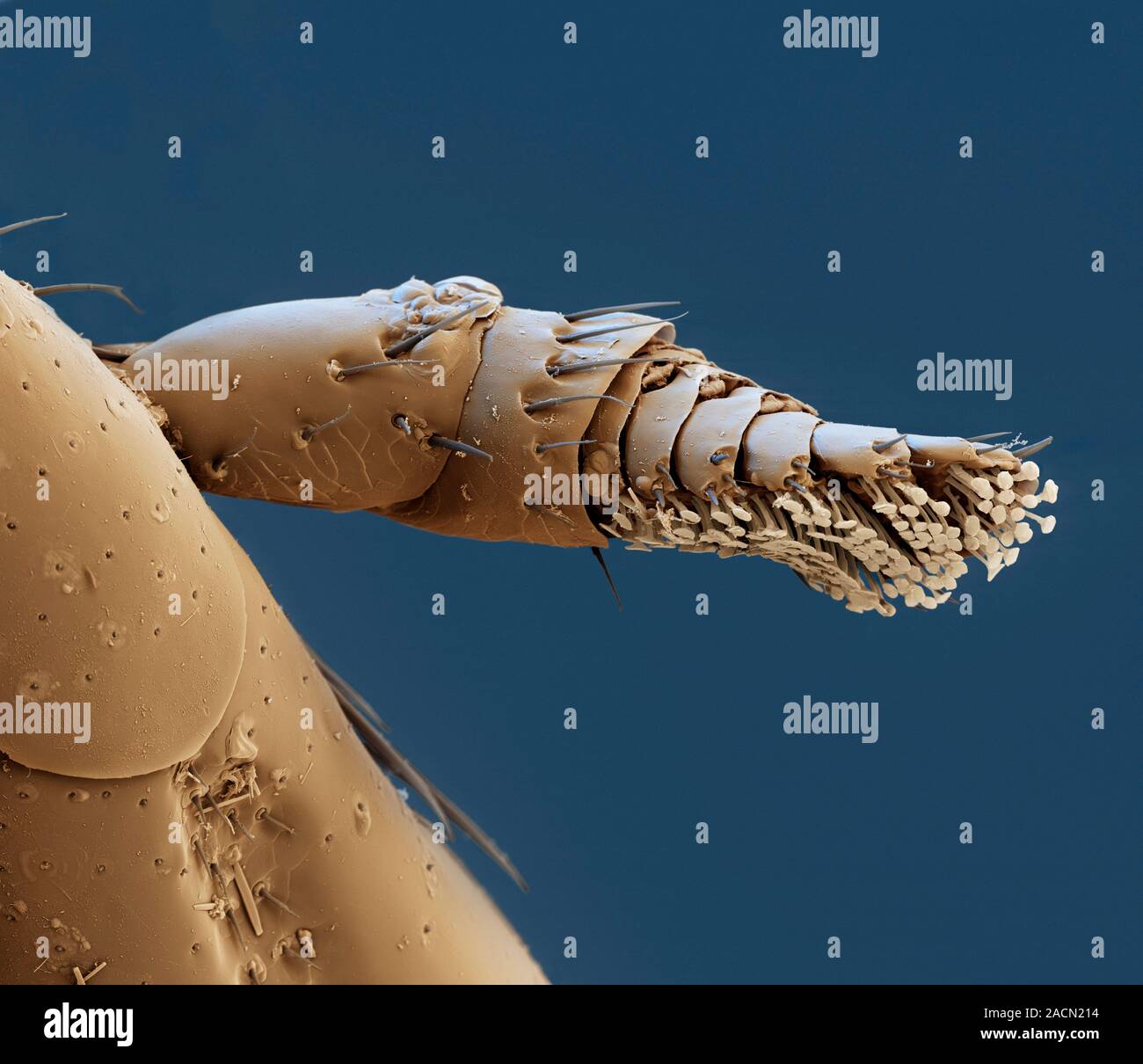 Bat flea. Coloured scanning electron micrograph (SEM) of a sensory palp ...