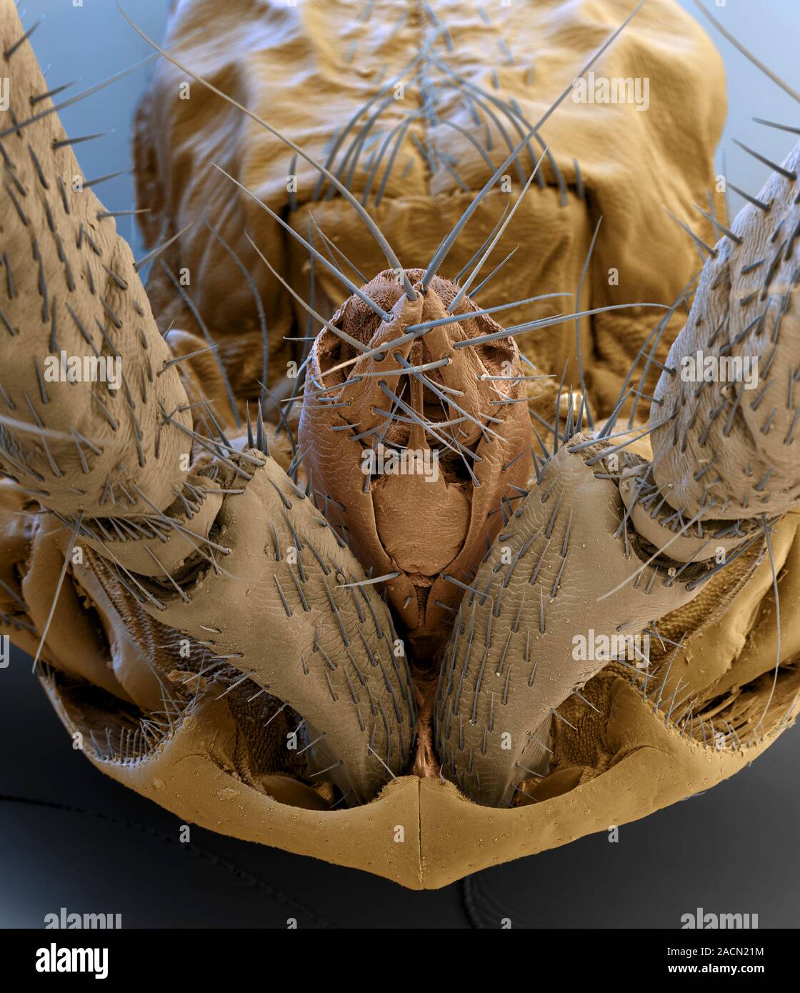 Bat fly. Coloured scanning electron micrograph (SEM) of the head of a ...