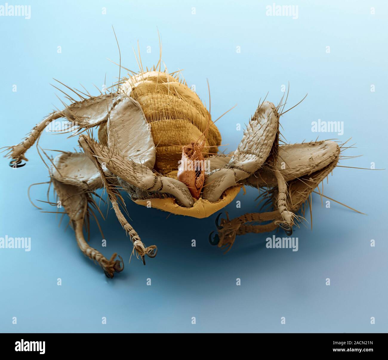 Bat fly. Coloured scanning electron micrograph (SEM) of a bat fly ...