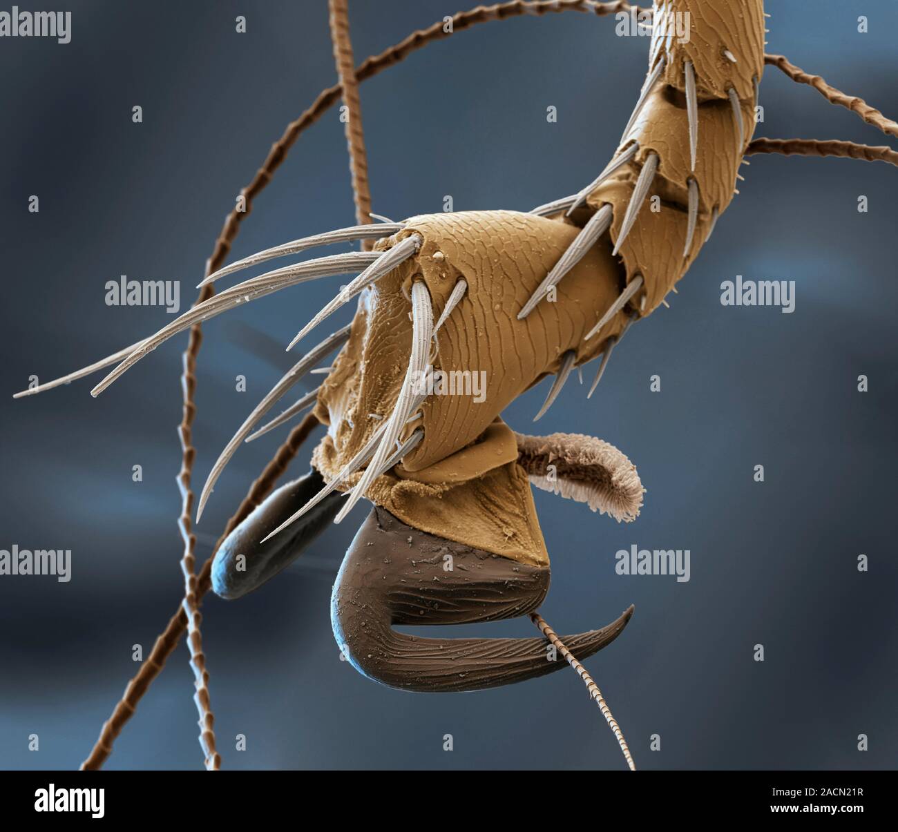 Bat fly. Coloured scanning electron micrograph (SEM) of a bat fly ...