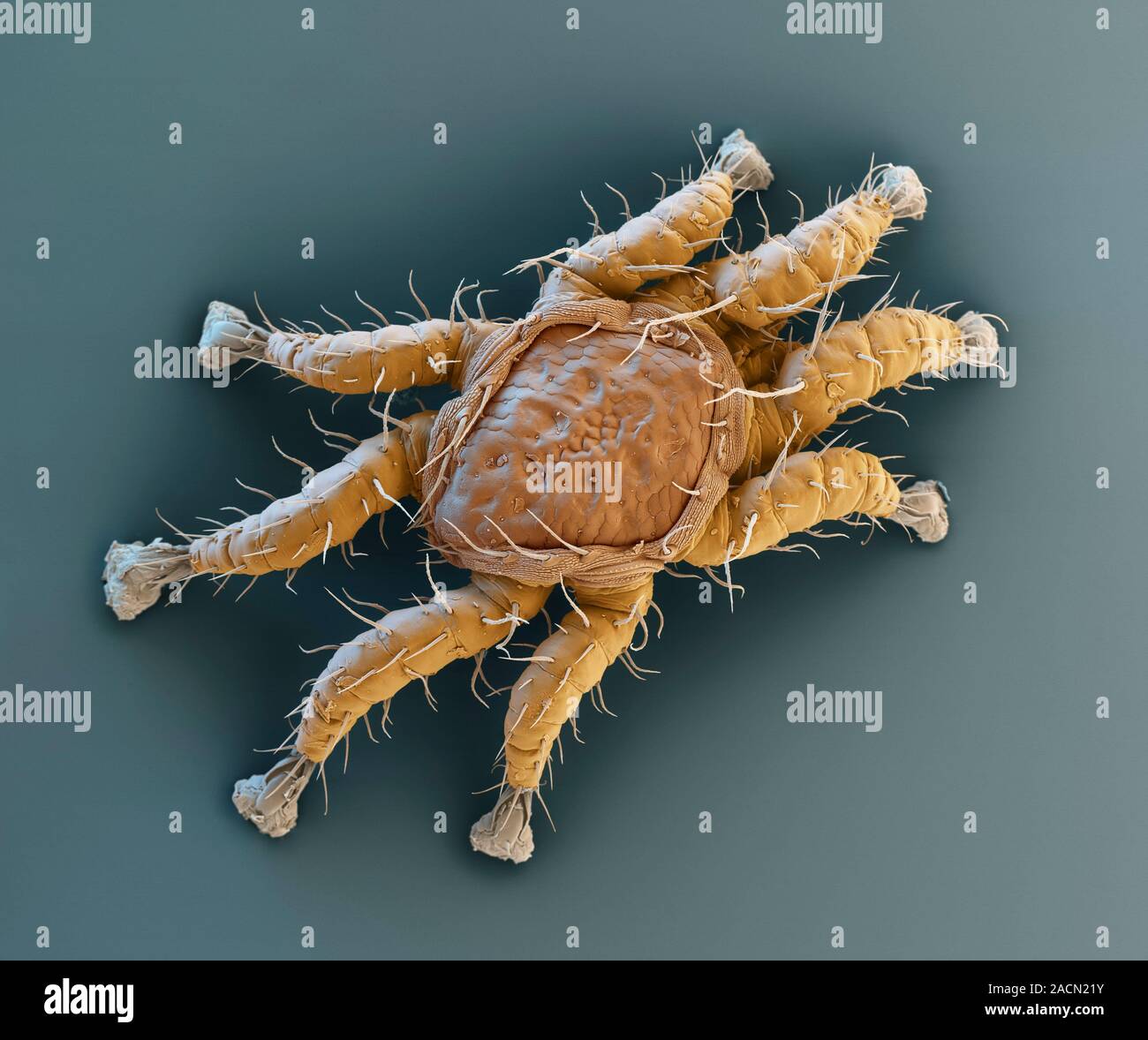 Bat mite. Coloured scanning electron micrograph (SEM) of a Eyndhovenia ...