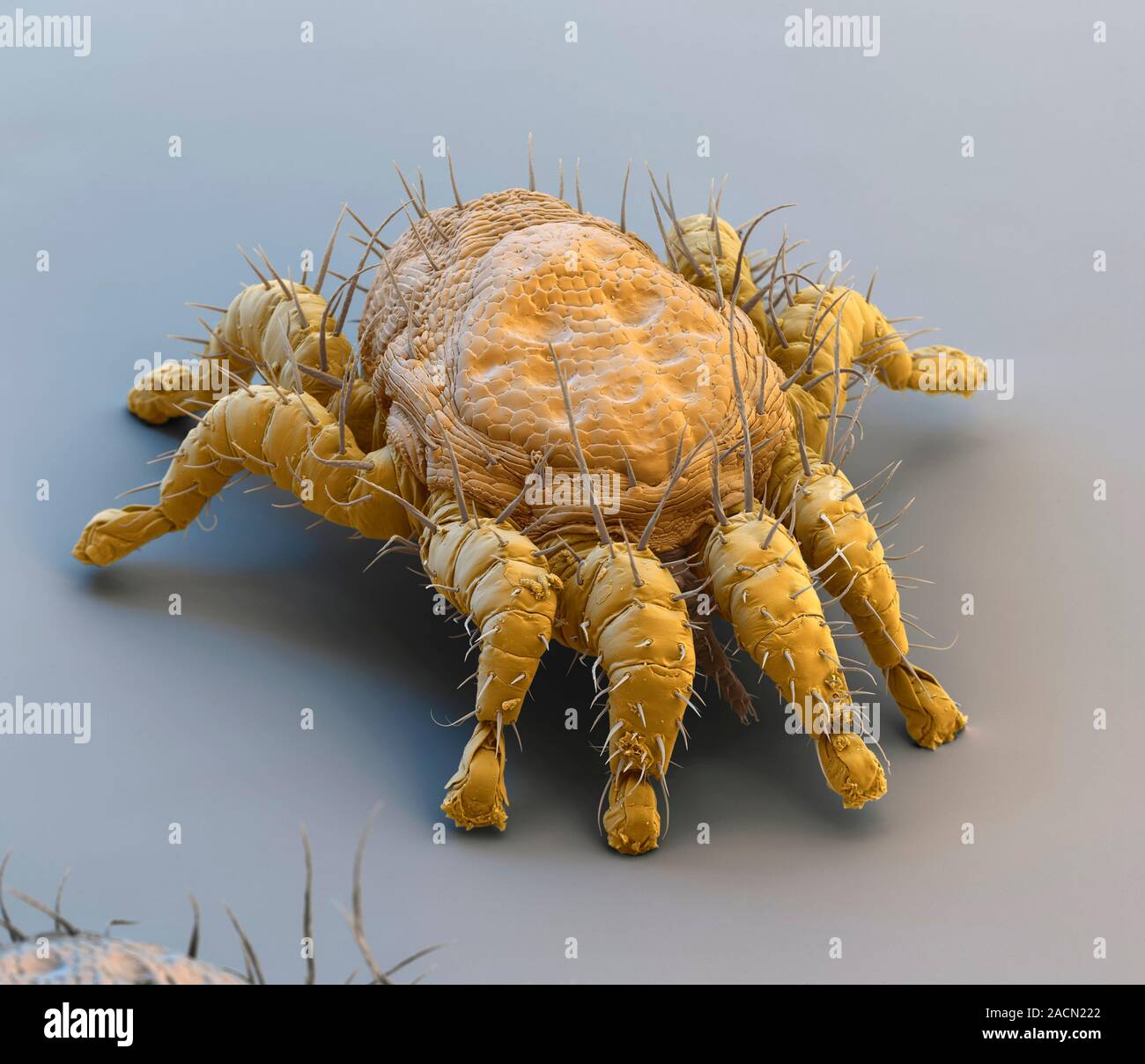 Bat mite. Coloured scanning electron micrograph (SEM) of a Eyndhovenia ...