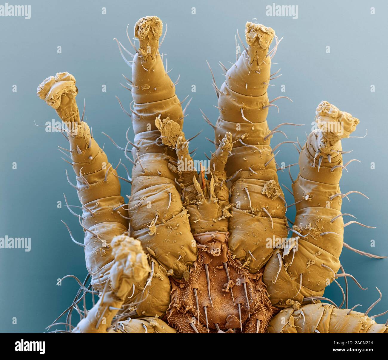 Bat mite. Coloured scanning electron micrograph (SEM) of the underside ...