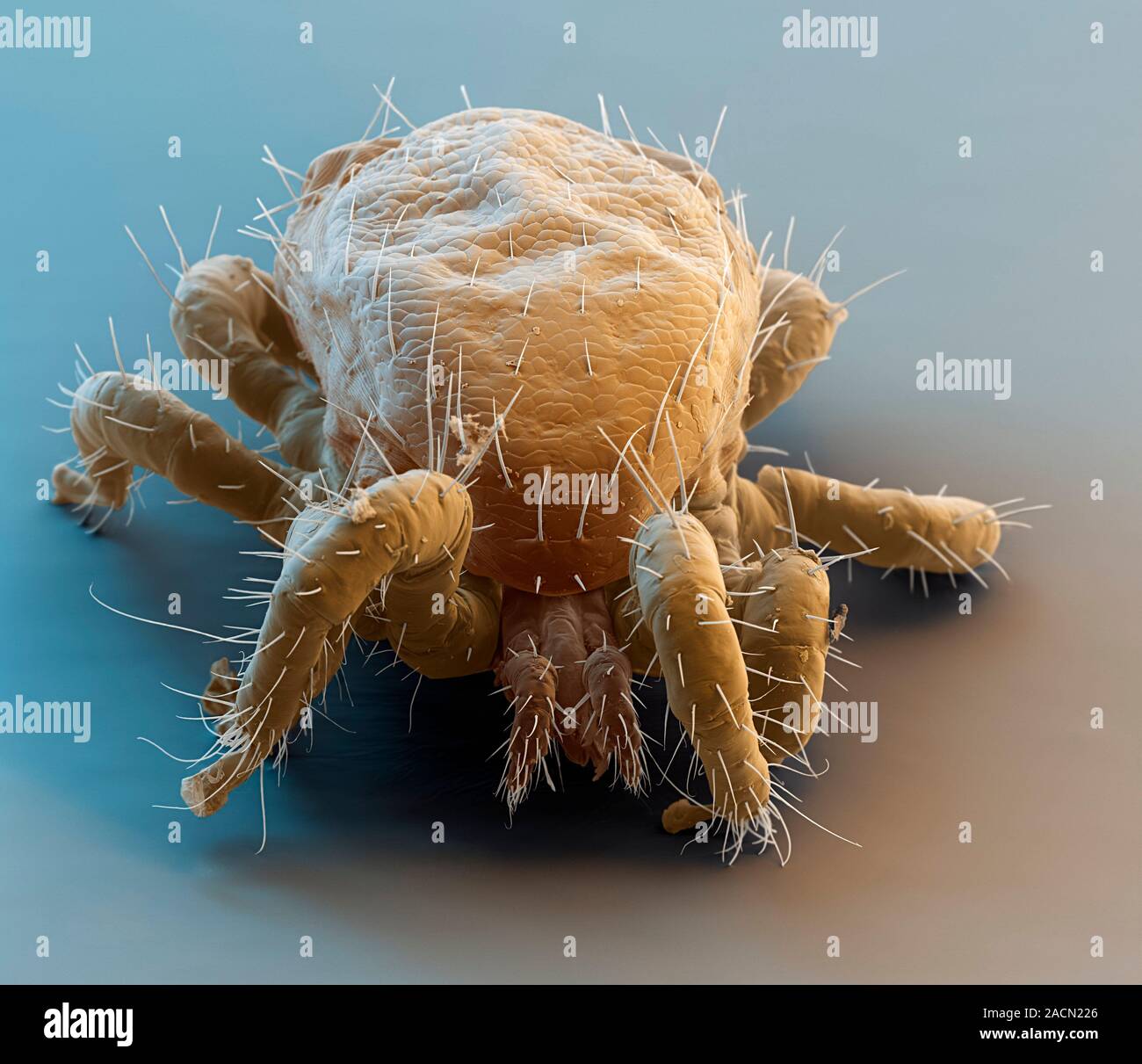 Bat mite. Coloured scanning electron micrograph (SEM) of a Macronyssus ...