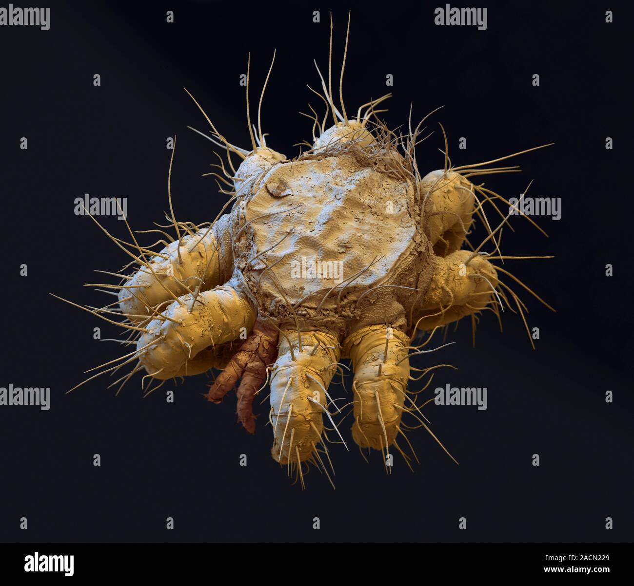 Bat mite. Coloured scanning electron micrograph (SEM) of a Spinturnix ...