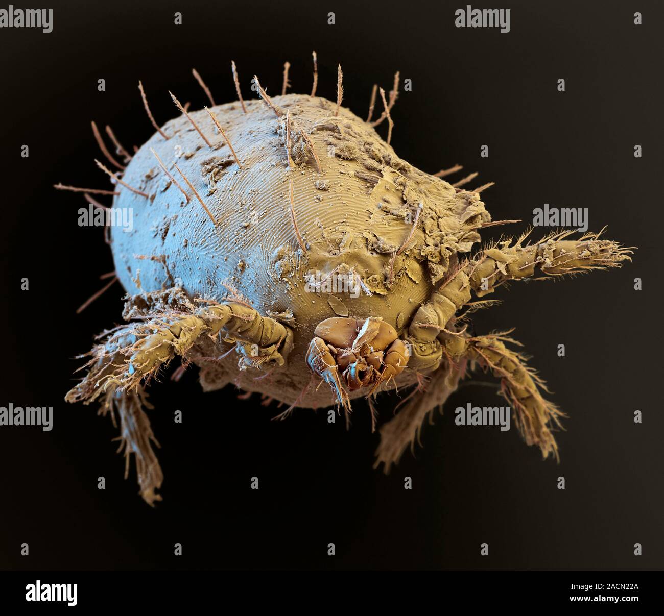 Bat mite. Coloured scanning electron micrograph (SEM) of a Trombicula ...