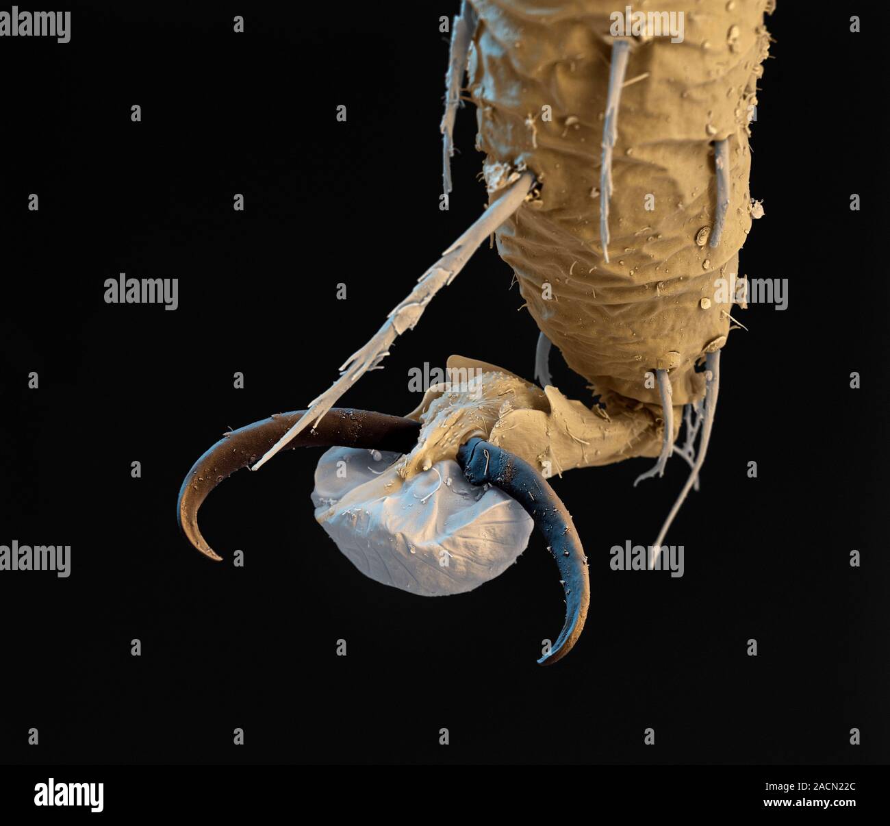 Bat tick. Coloured scanning electron micrograph (SEM) of the leg of an ...