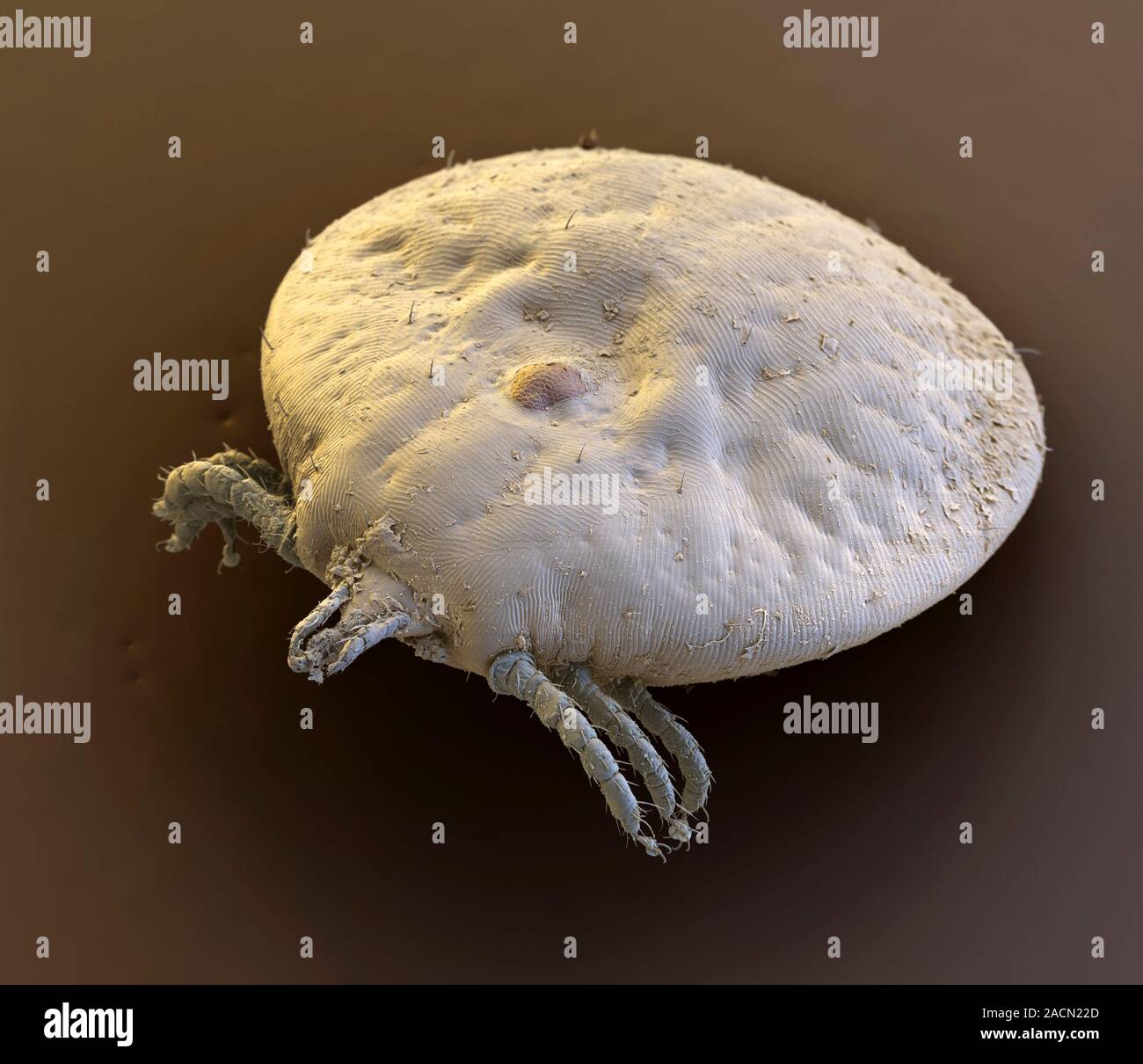 Bat tick. Coloured scanning electron micrograph (SEM) of an Argas ... Bat tick. Coloured scanning electron micrograph (SEM) of an Argas ...