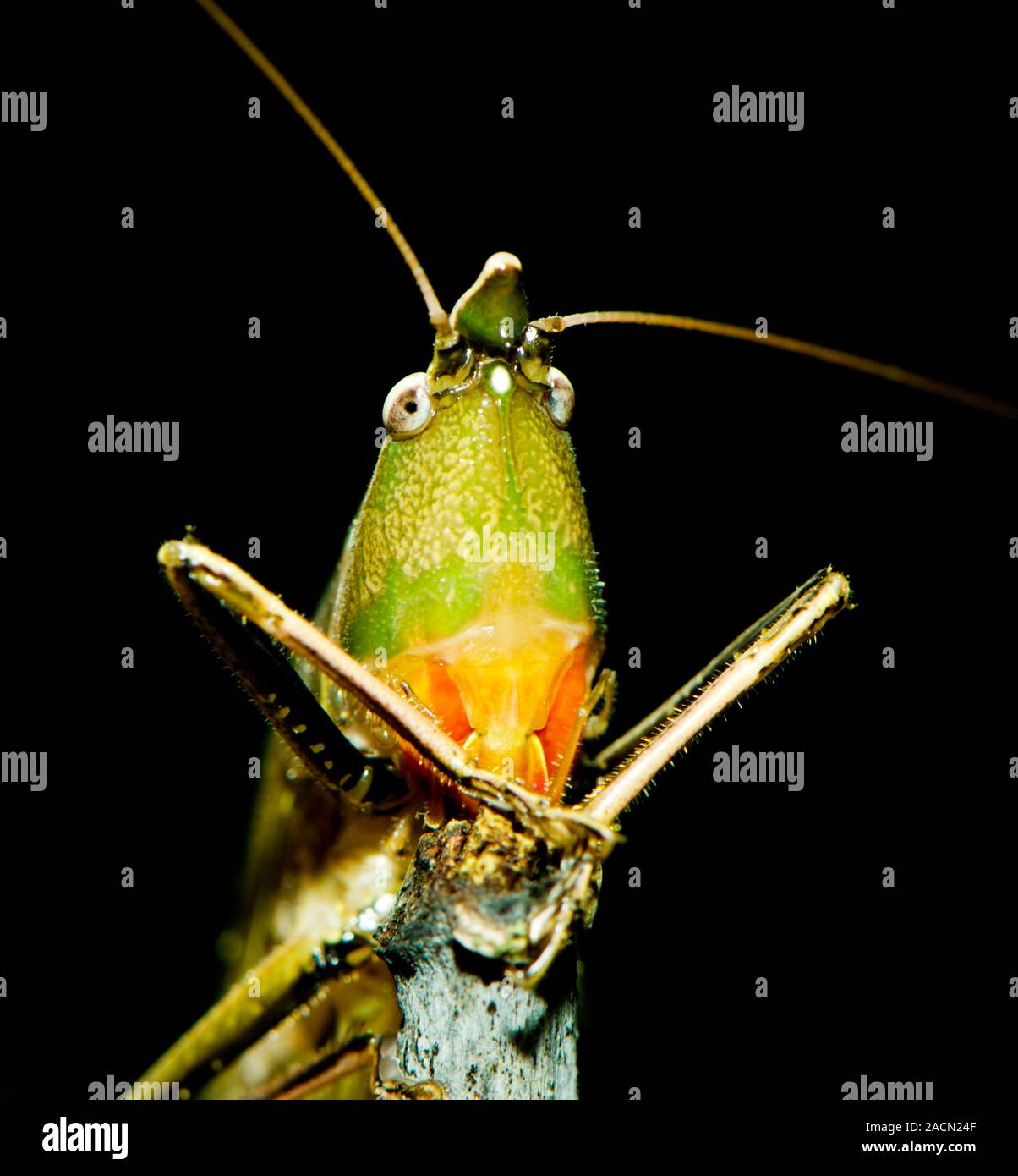 Bush cricket, or katydid, close up (family Tettigoniidae). Photographed ...