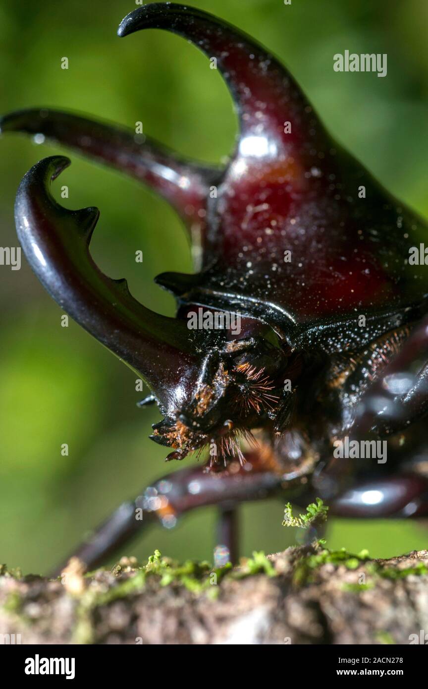 Rhinoceros beetle head, close up. Photographed in Borneo, Malaysia ...