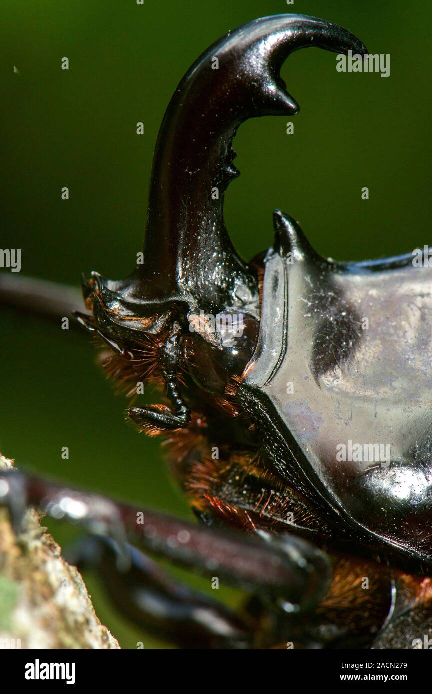 Rhinoceros beetle head, close up. Photographed in Borneo, Malaysia ...