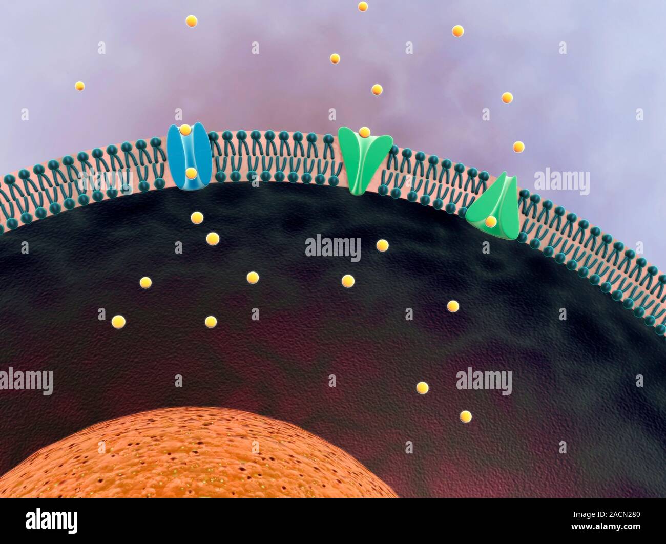 Cell membrane. Computer artwork of a section through an animal cell ...