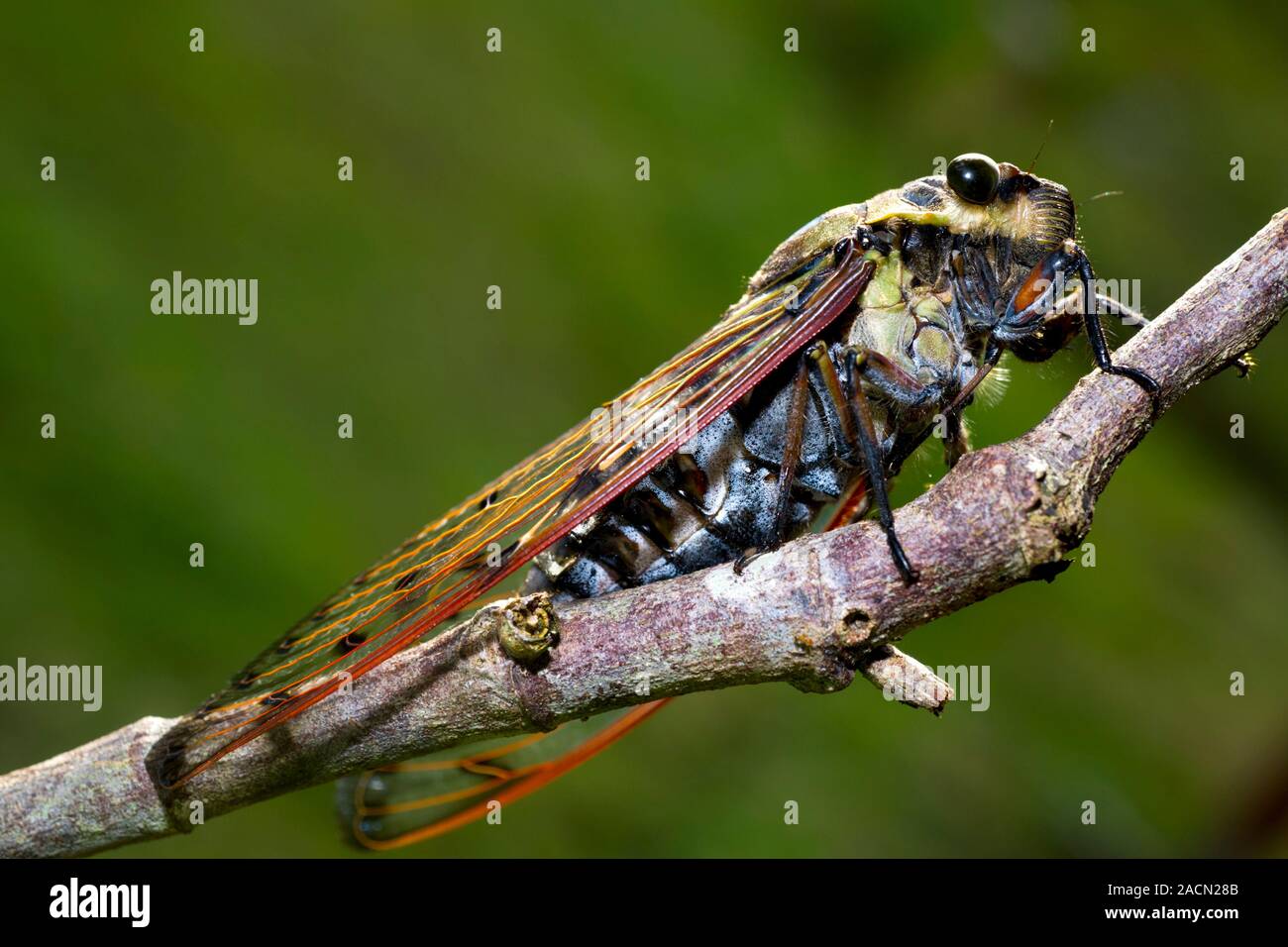 Cicada (Megapomponia imperatoria), Borneo Stock Photo - Alamy