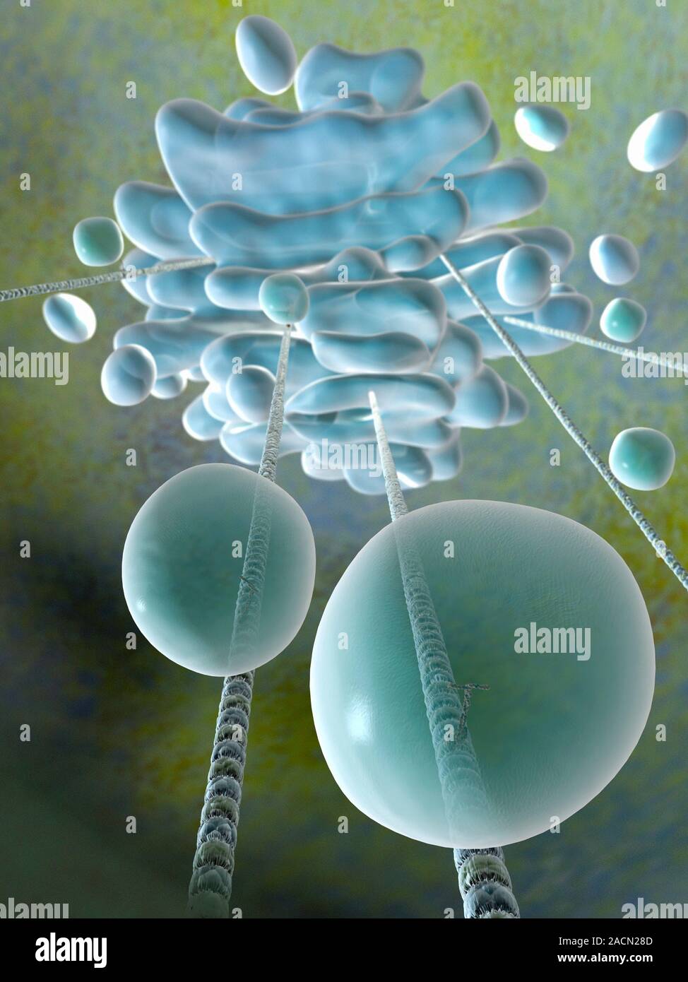 Intracellular transport. Computer artwork of vesicles (spheres) being ...