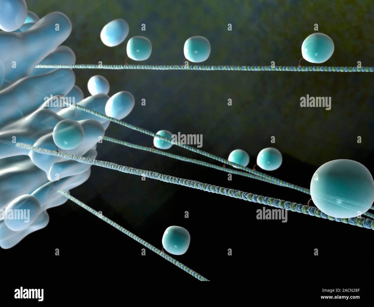 Intracellular transport. Computer artwork of vesicles (spheres) being transported from a Golgi ...