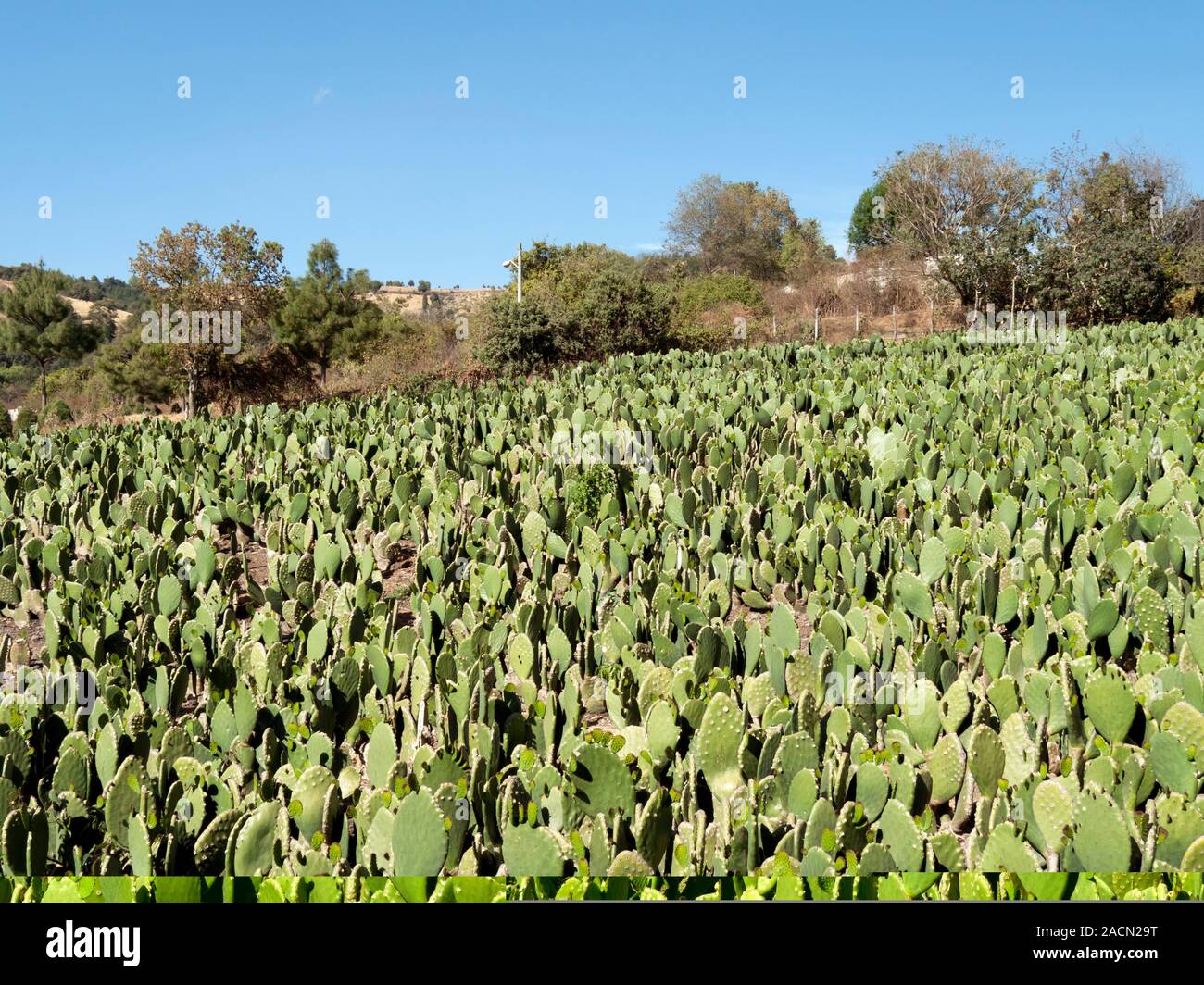 Cactus field. These cacti are farmed as a vegetable, called nopales ...