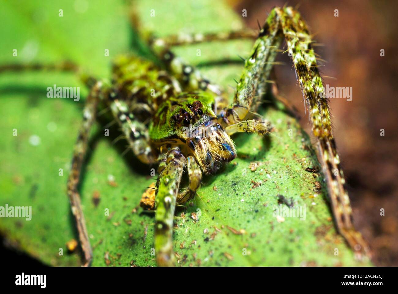 Spider at night, Borneo rainforest Stock Photo - Alamy