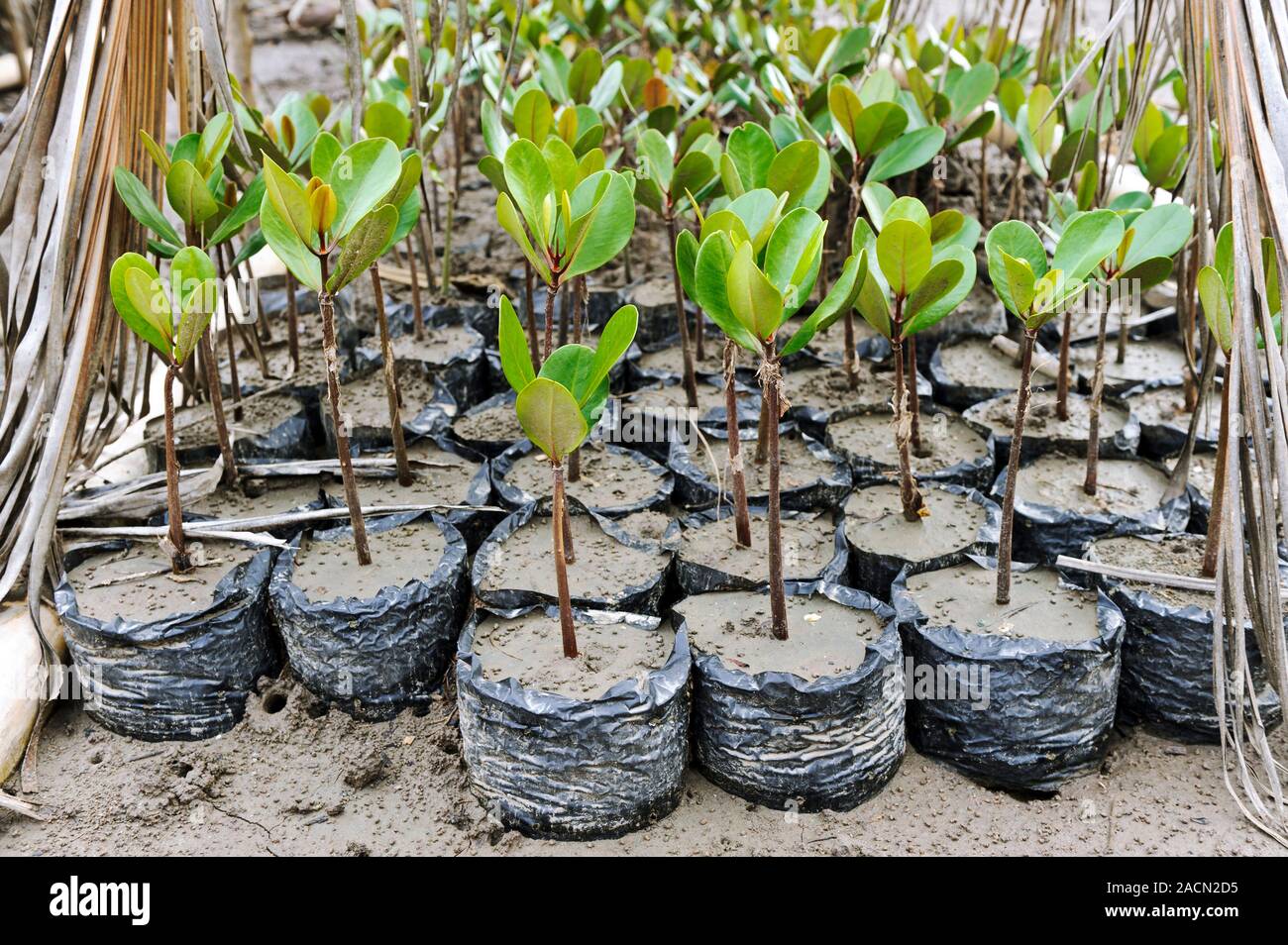 Mangrove rehabilitation. Mangrove (Rhizophora sp.) saplings in a ...