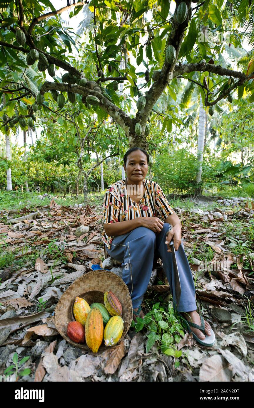 Cocoa plantation. Woman with cocoa (cacao) pods she has harvested from ...