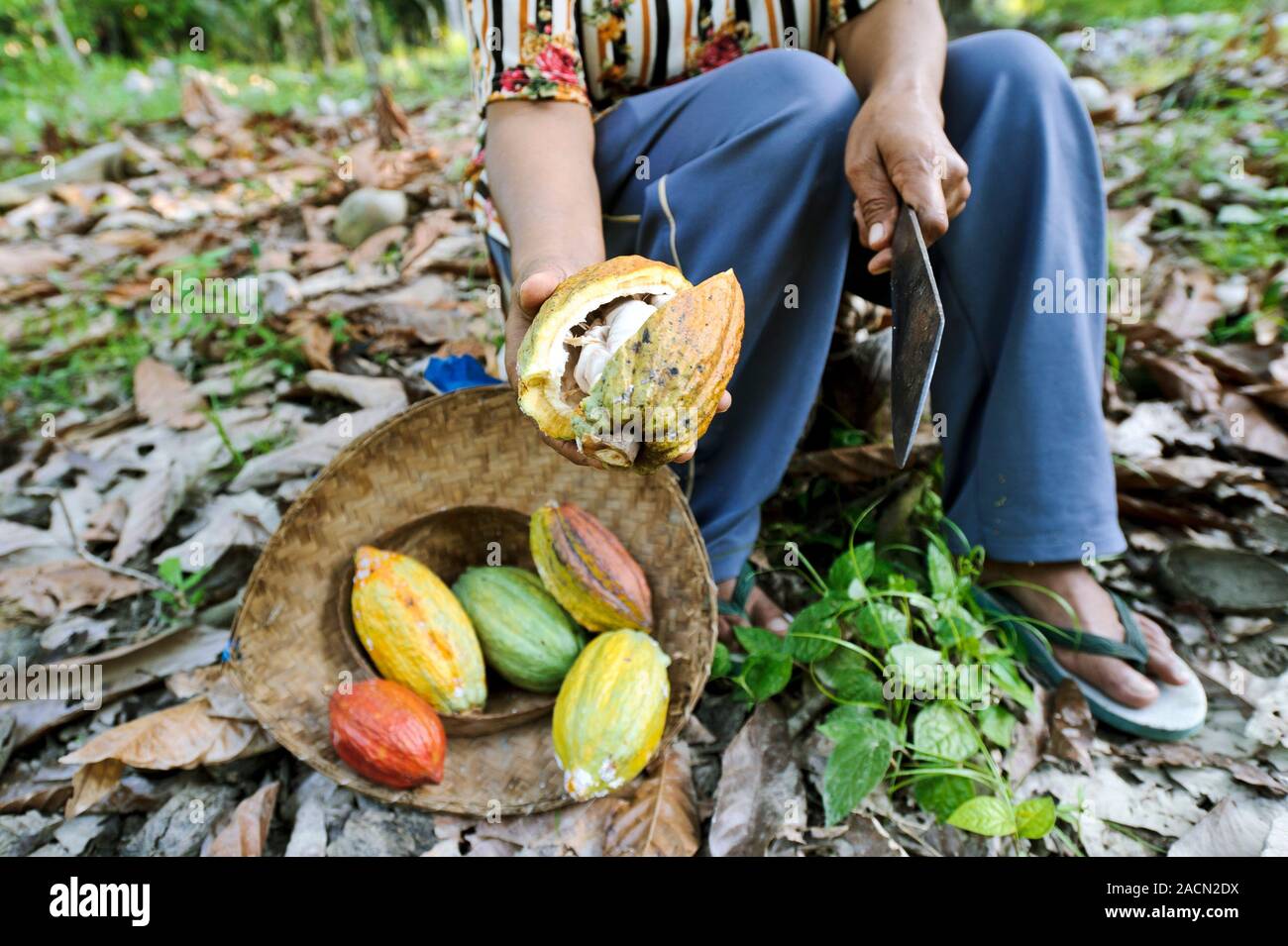 Cocoa plantation. Woman with cocoa (cacao) pods she has harvested from ...