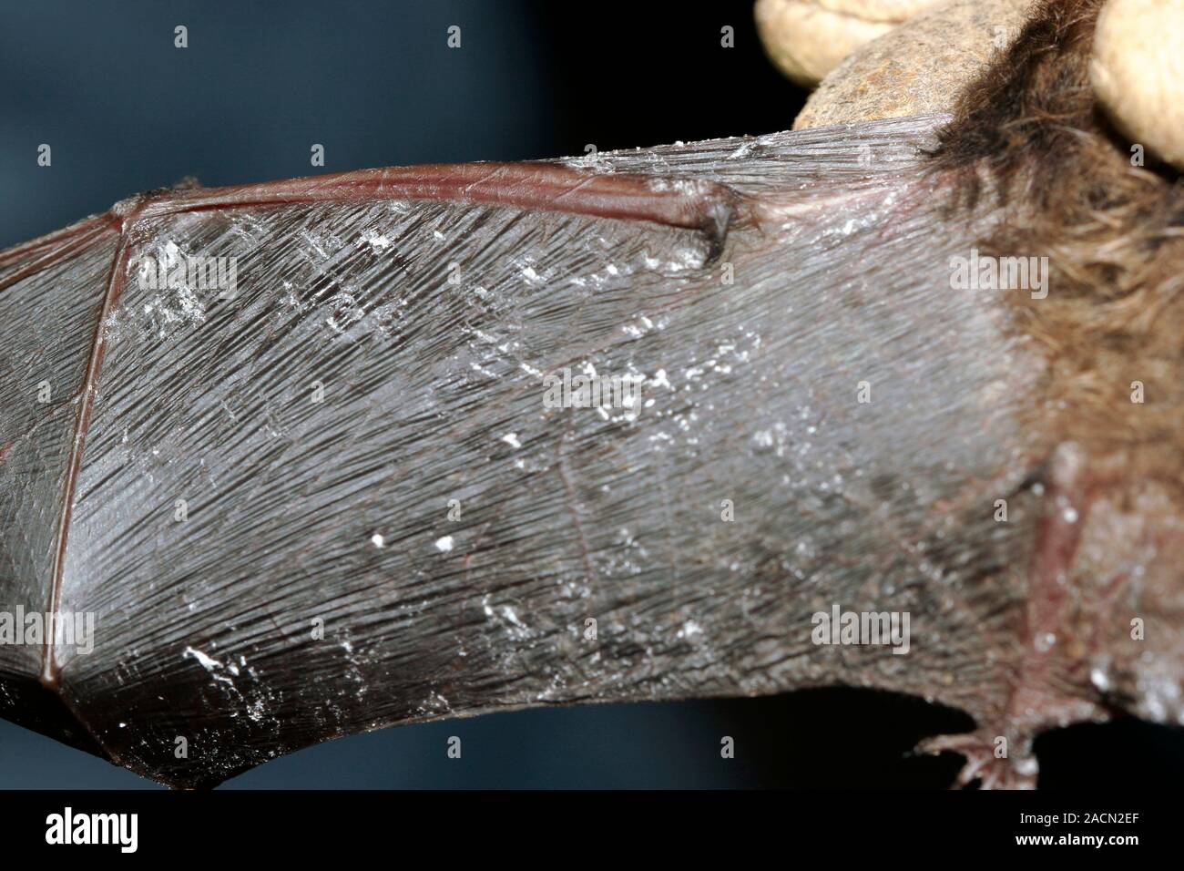 White nose syndrome in bats. Wing of a little brown bat (Myotis ...