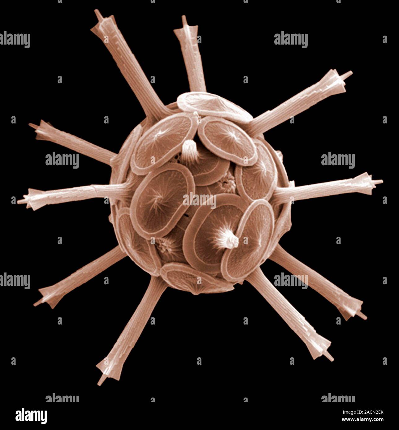Coccolithophorid plankton. Coloured scanning electron micrograph (SEM ...
