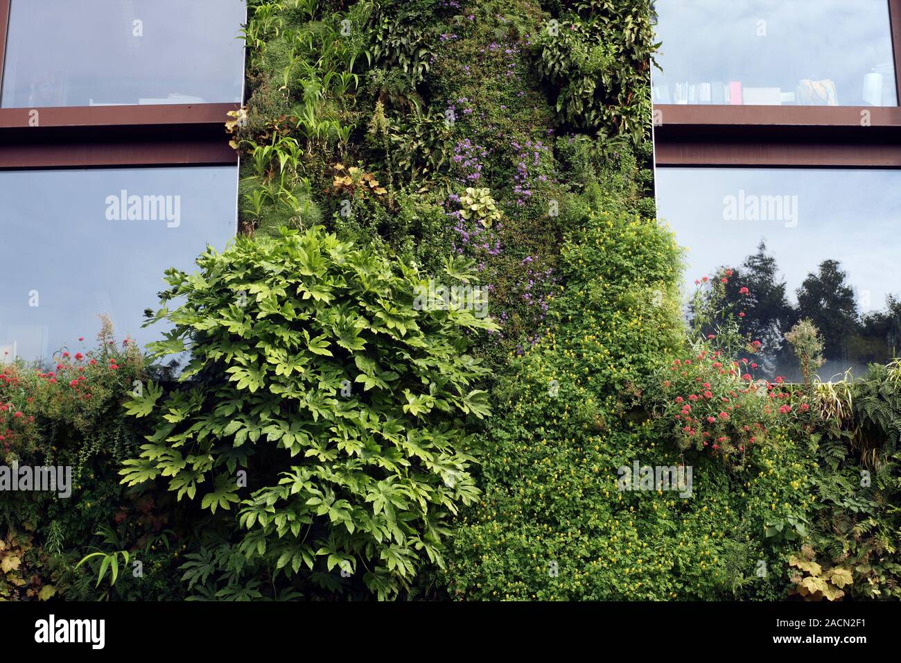 Vertical garden. Also called a green wall, living wall, or biowall ...