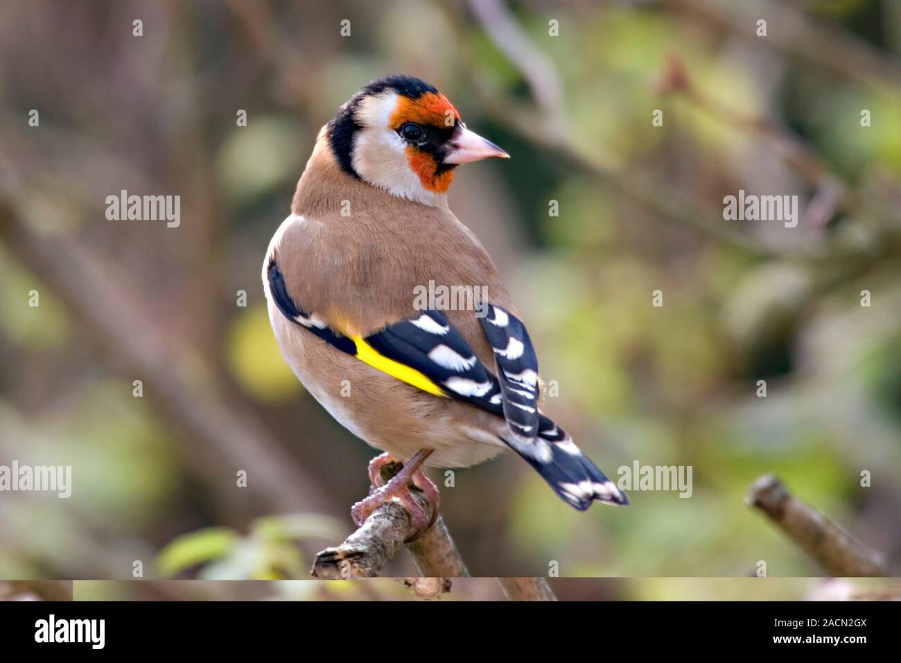 European goldfinch (Carduelis carduelis) perched on a twig. These birds ...