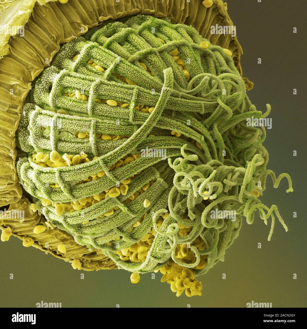 Moss spore capsule. Coloured scanning electron micrograph (SEM) of part ...