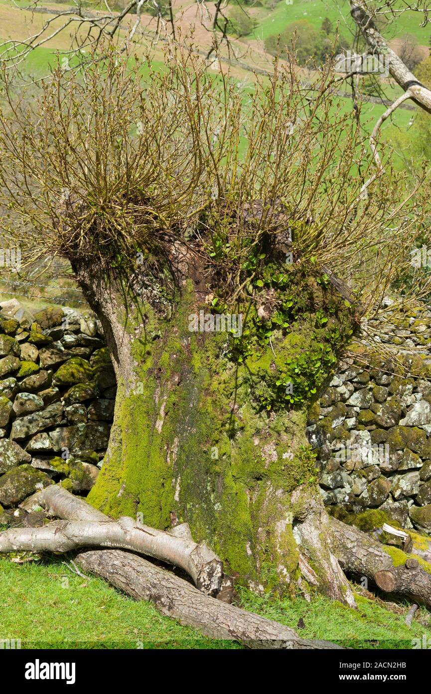 A pollarded alder tree, Alnus glutinosa, in Borrowdale, Cumbria, UK ...