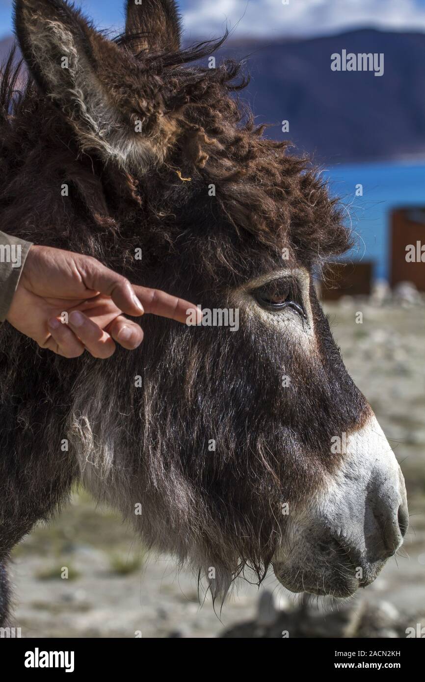 Pangong animal hi-res stock photography and images - Alamy
