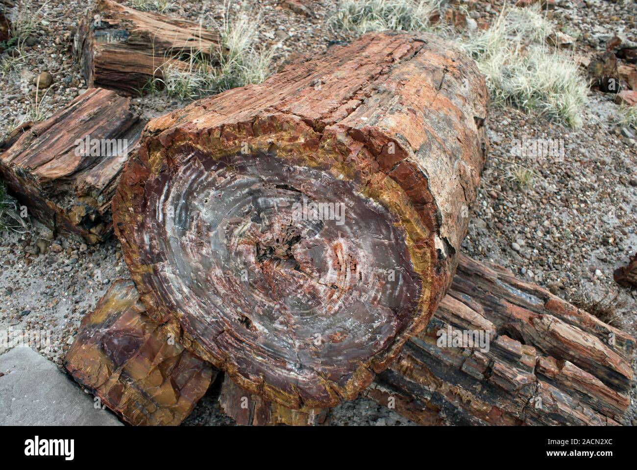 Petrified Forest National Park, Arizona: Giant Logs section. Millions ...