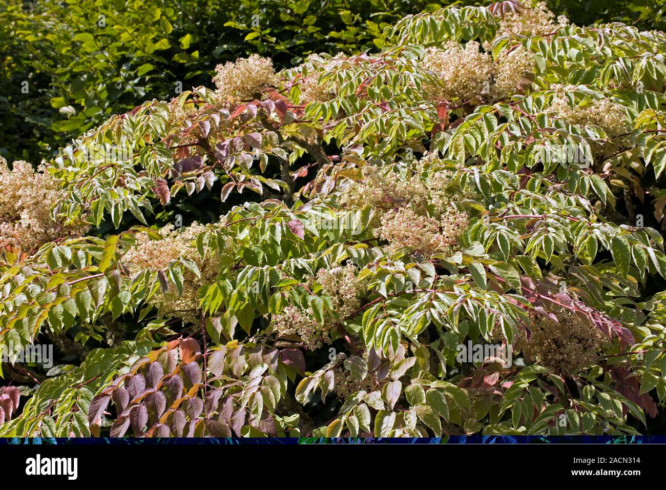 Japanese Angelica Tree (Aralia elata 'Aureovariegata') flowers Stock ...